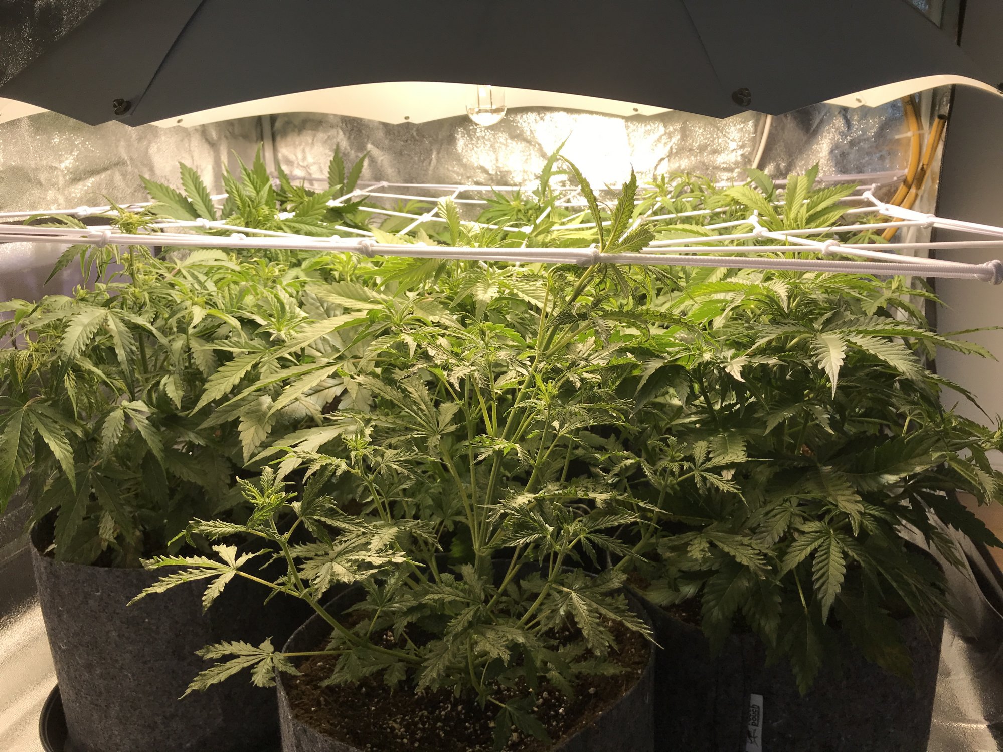 SCROG Cannabis Growing Step-by-Step | Seedstockers